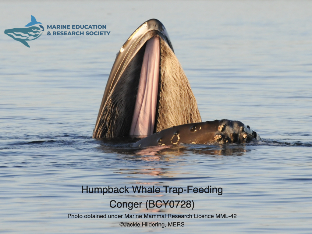 “Trap-Feeding” - a new Humpback feeding strategy | MERS Marine ...