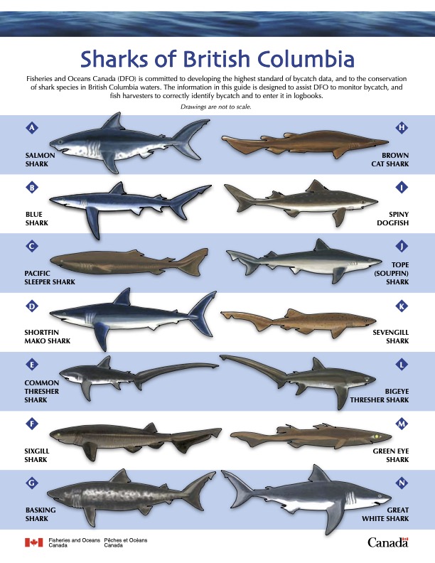 Salmon Shark Interacting With a Log | MERS Marine Education & Research ...