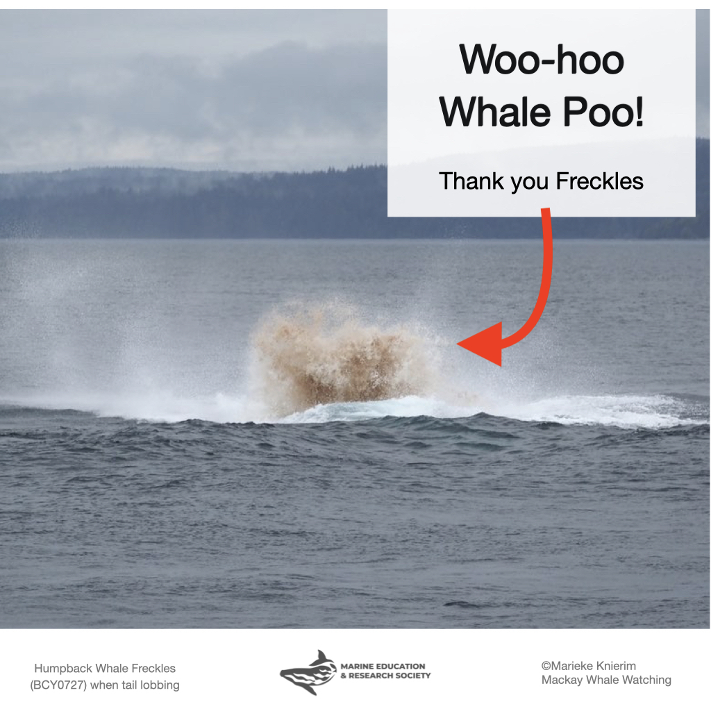Whoo hoo! Whale Poo. | MERS Marine Education & Research Society