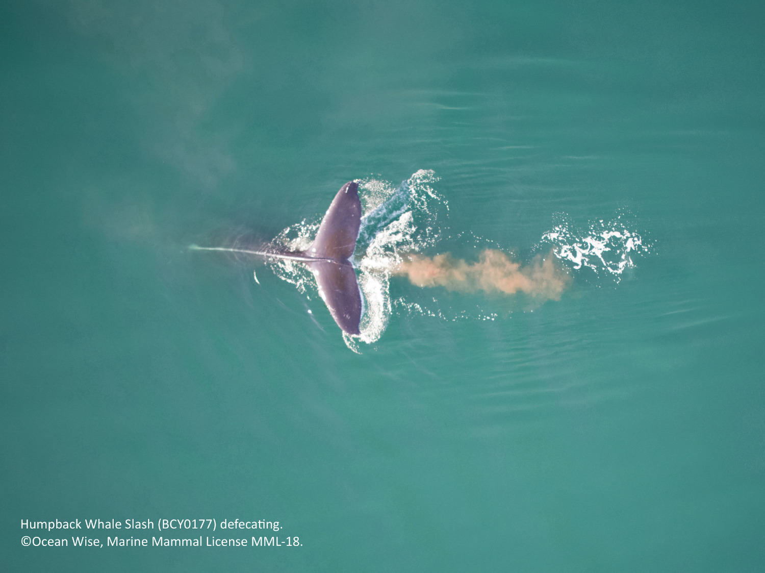 What Whales Do for You - Whale Pump, Whale Poo | MERS Marine Education ...