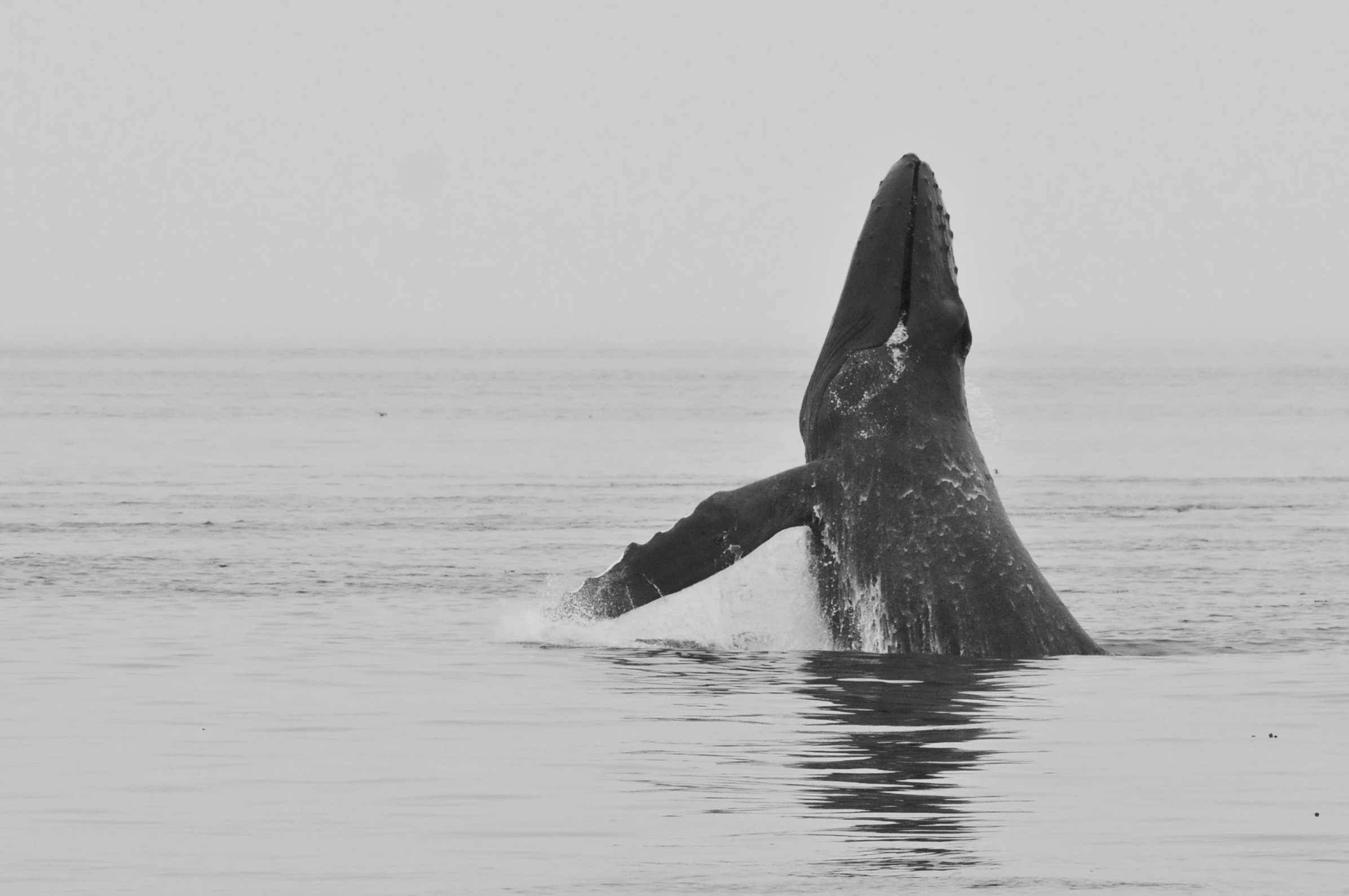 Wherever you are, you have the power to protect whales | MERS Marine ...