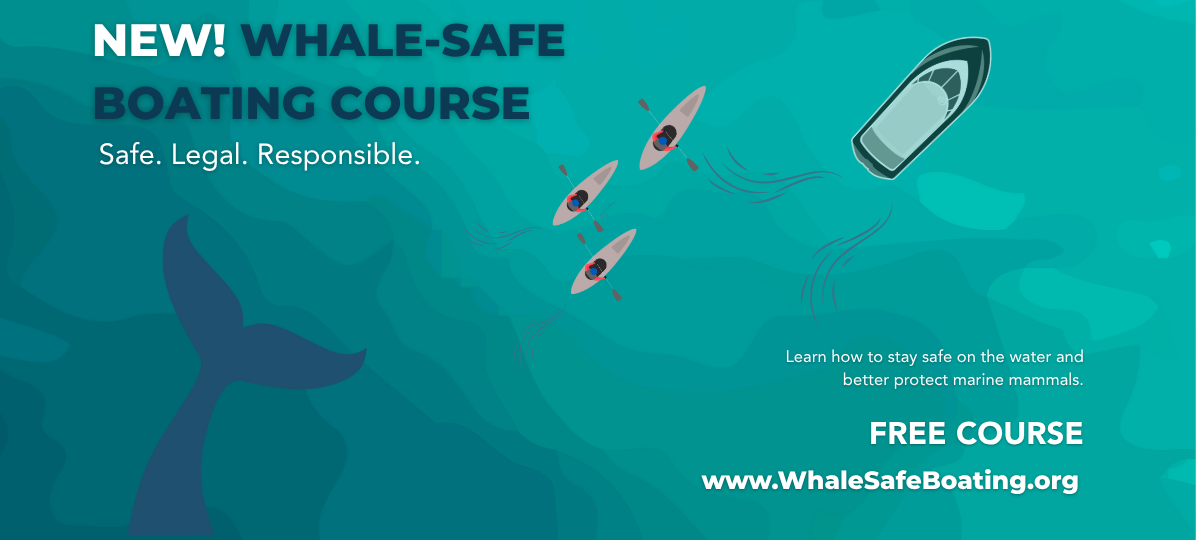 New Whale-Safe Boating Course Launched | MERS Marine Education ...