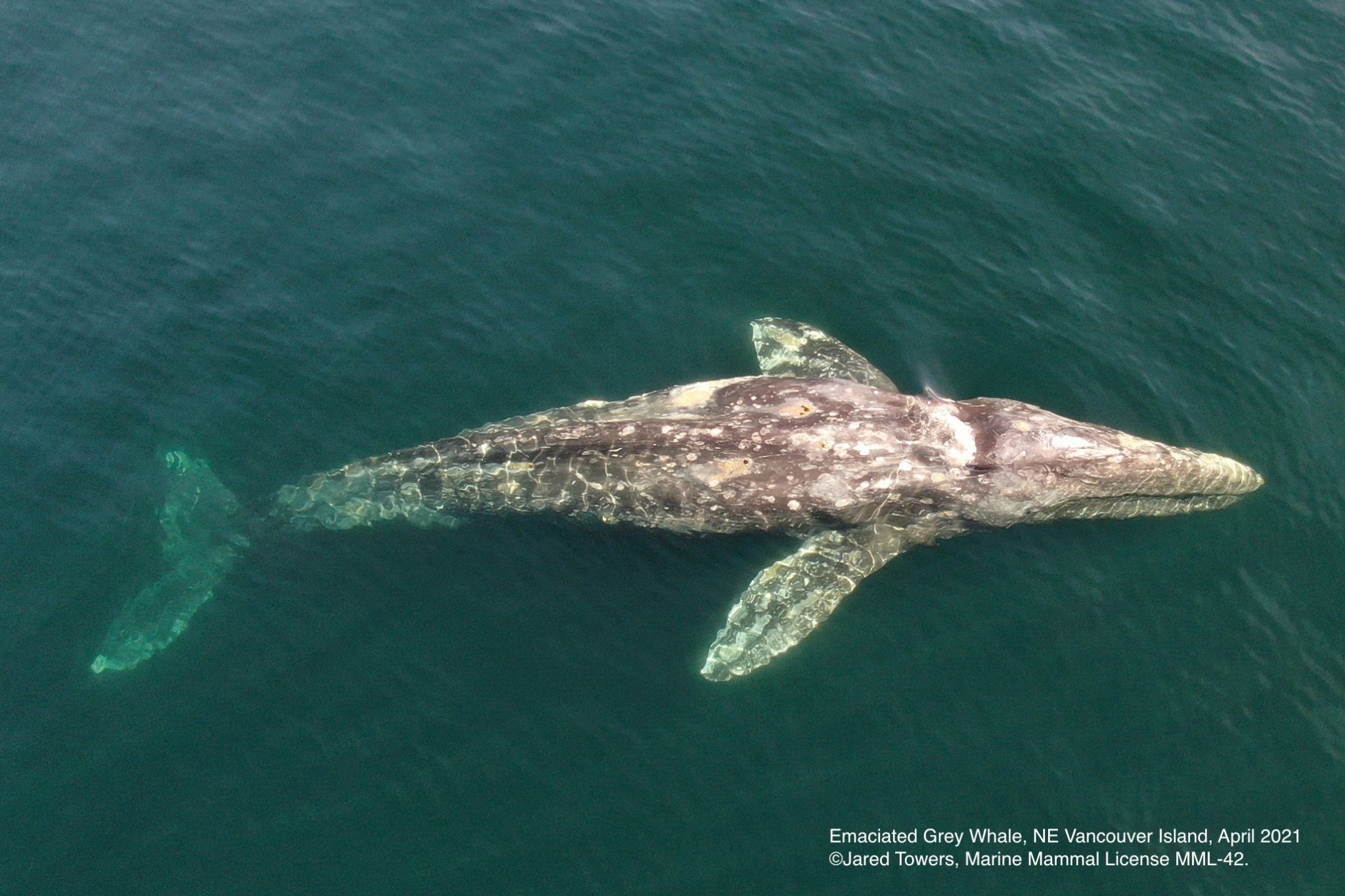 Sounding the Alarm for North Pacific Grey Whales | MERS Marine ...